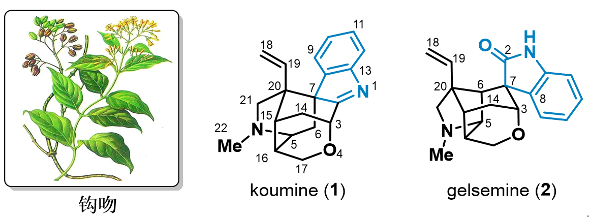 展望：钩吻生物碱koumine和gelsemine的生源启发合成